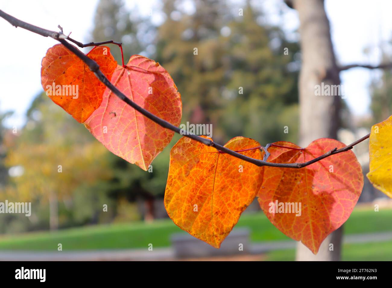 Autumn leaves. Close up of Maple Autumn Leaves in nature Stock Photo ...