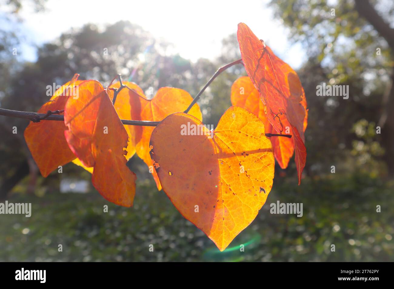 Autumn Leaves. Close up of Maple Autumn Leaves with natural sunlight ...