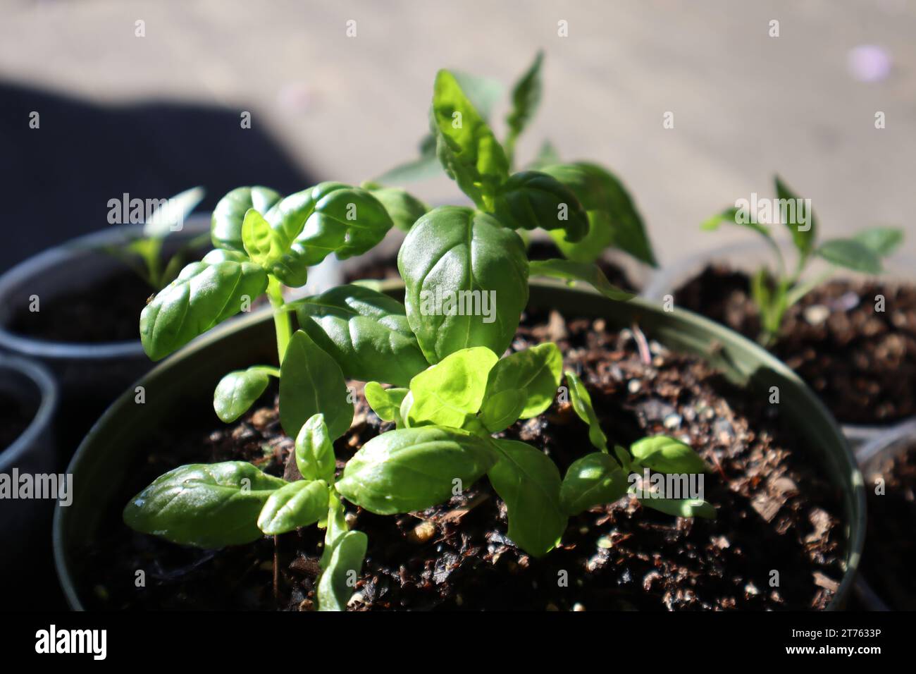 Potted Basil Plant. Potted basil herb plants growing in recycled ...