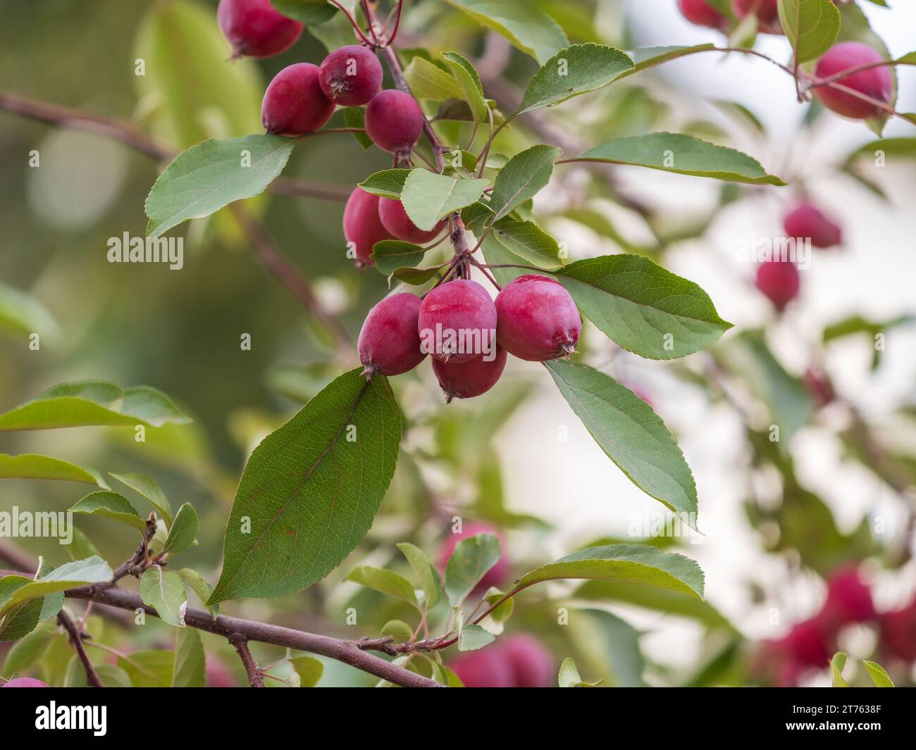 Bright red small wild apples among the yellow leaves in autumn. A bunch ...