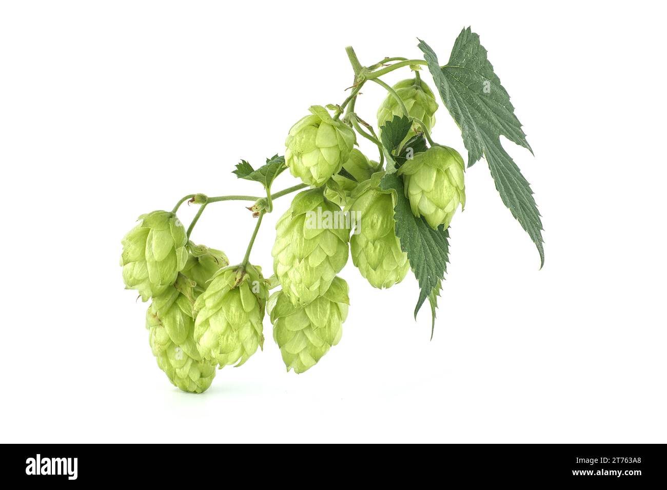 Branch of fresh green hops cones and leaves in close up isolated on ...