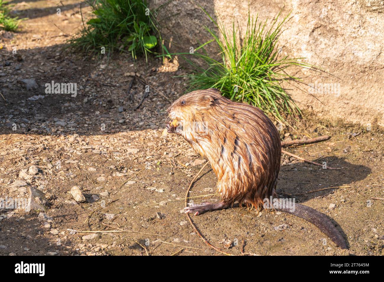 Wild animal Muskrat, Ondatra zibethicuseats, eats on the river bank ...