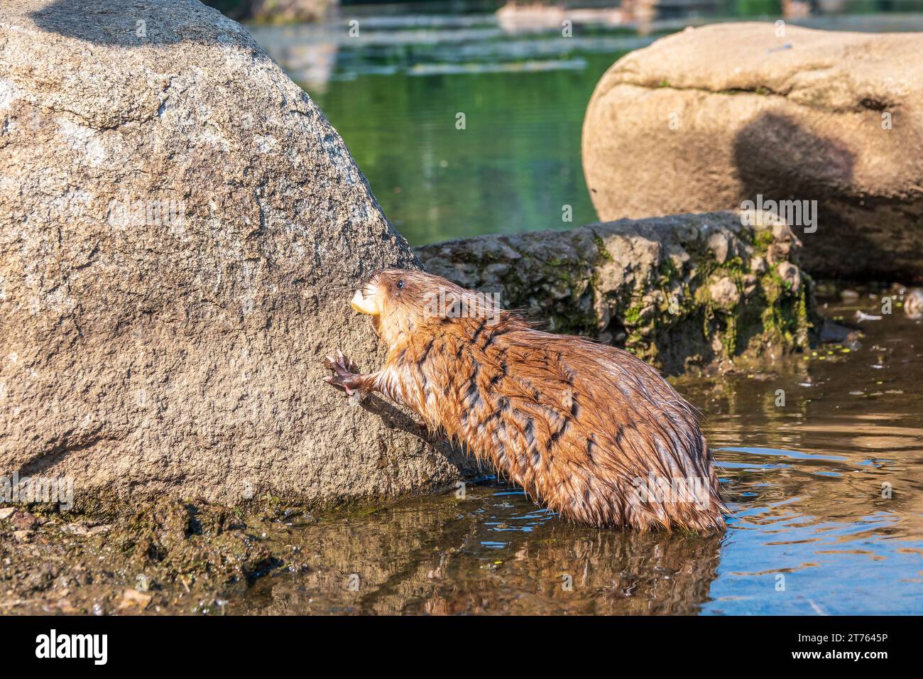 Wild animal Muskrat, Ondatra zibethicuseats, eats on the river bank. Muskrat, Ondatra zibethicus ...