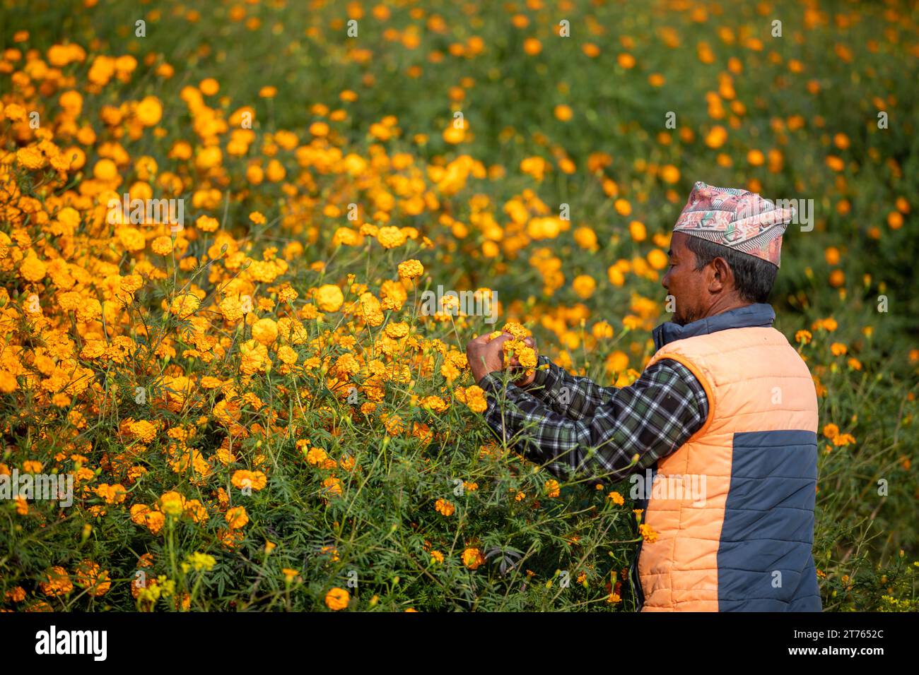 Marigold flowers for Tihar festival Stock Photo - Alamy