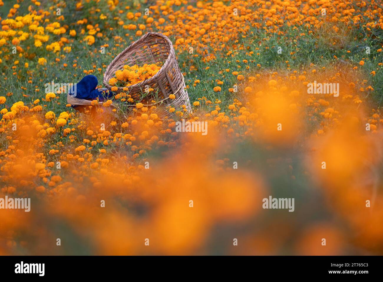 Marigold flowers for Tihar festival Stock Photo - Alamy