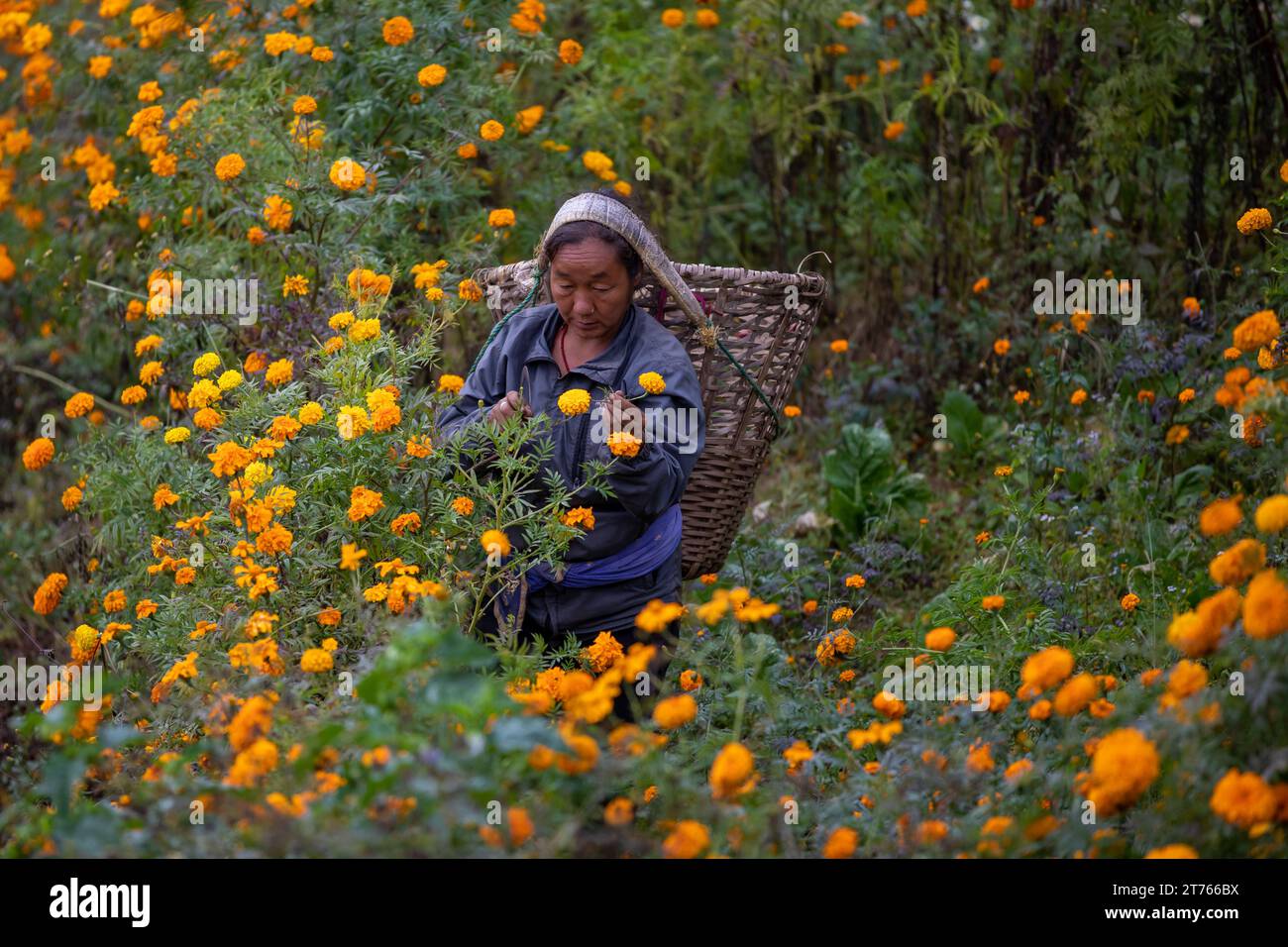 Marigold flowers for Tihar festival Stock Photo - Alamy