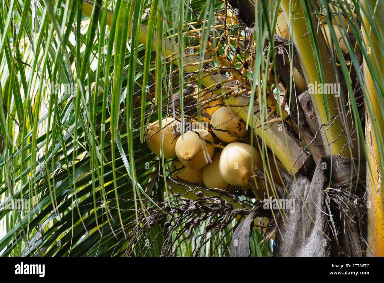 Tropical Palm Tree with Ripe Coconuts Stock Photo - Alamy Tropical Palm Tree with Ripe Coconuts Stock Photo - Alamy