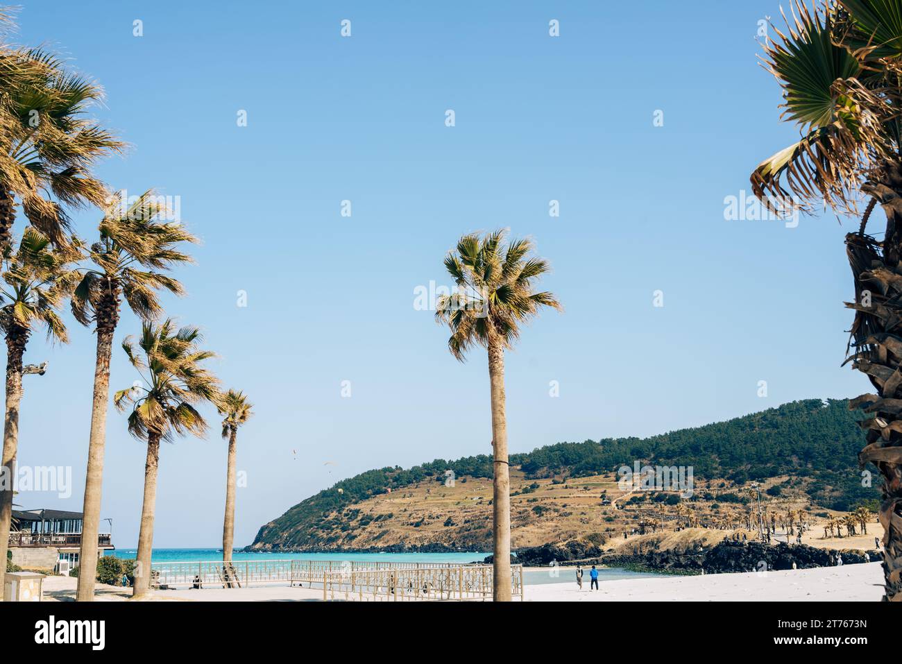 Hamdeok Beach with palm tree and Seoubong peak in Jeju island, Korea ...