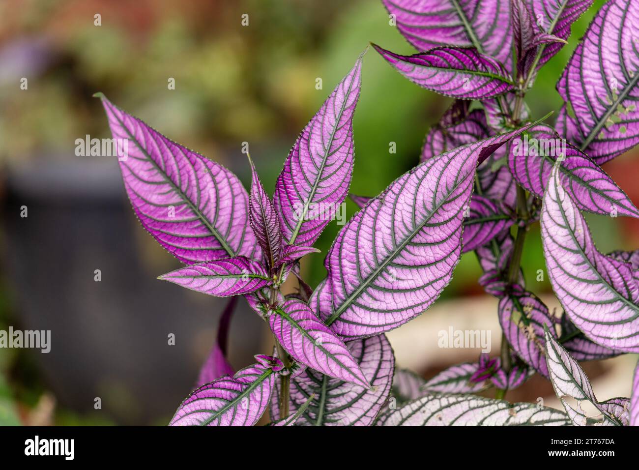 Vibrant Persian Shield Plant in Natural Setting Stock Photo - Alamy