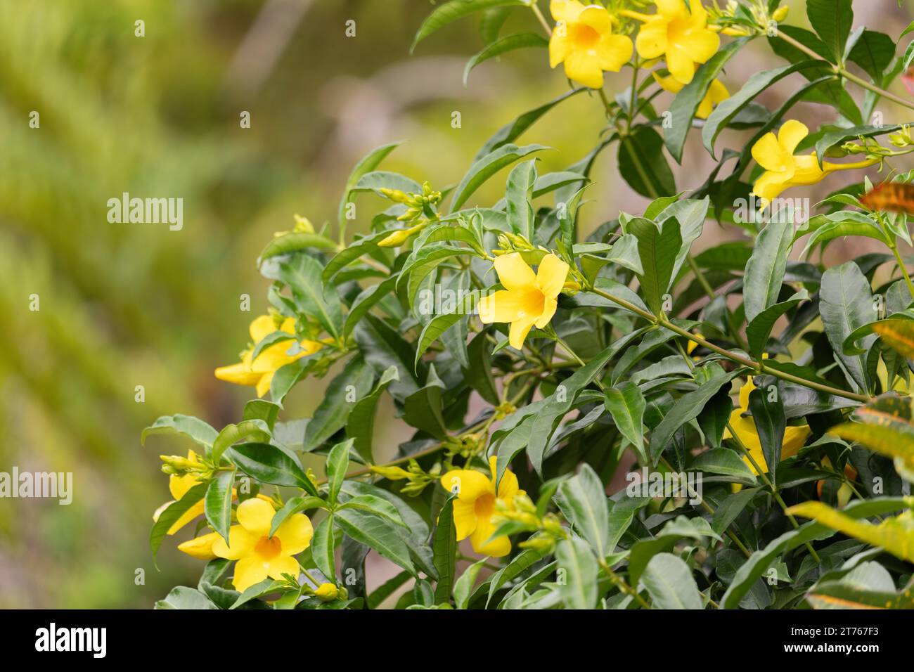 Beautiful bush setting hi-res stock photography and images - Alamy