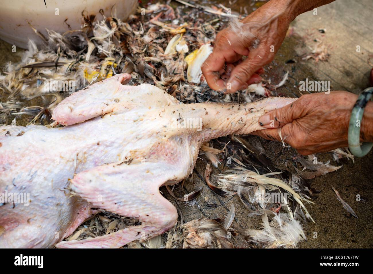 Pluck feathers hi-res stock photography and images - Alamy
