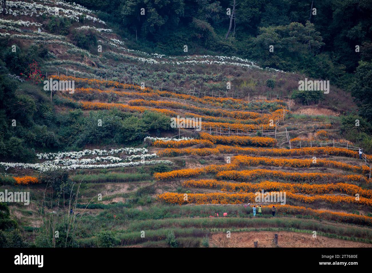 Tihar festival hi-res stock photography and images - Alamy