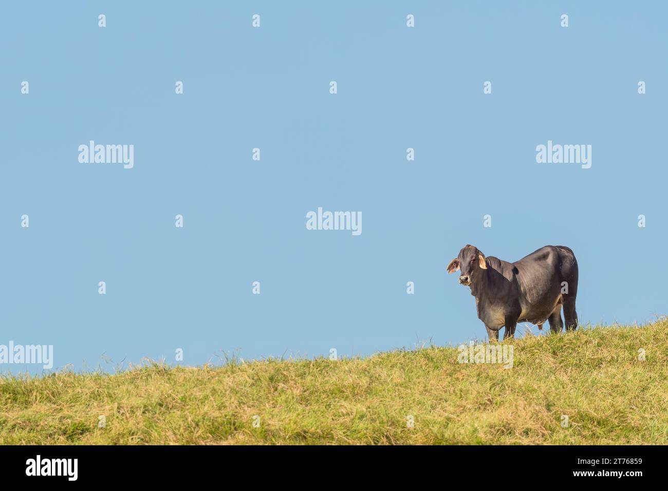 Livestock farming australia hi-res stock photography and images - Alamy