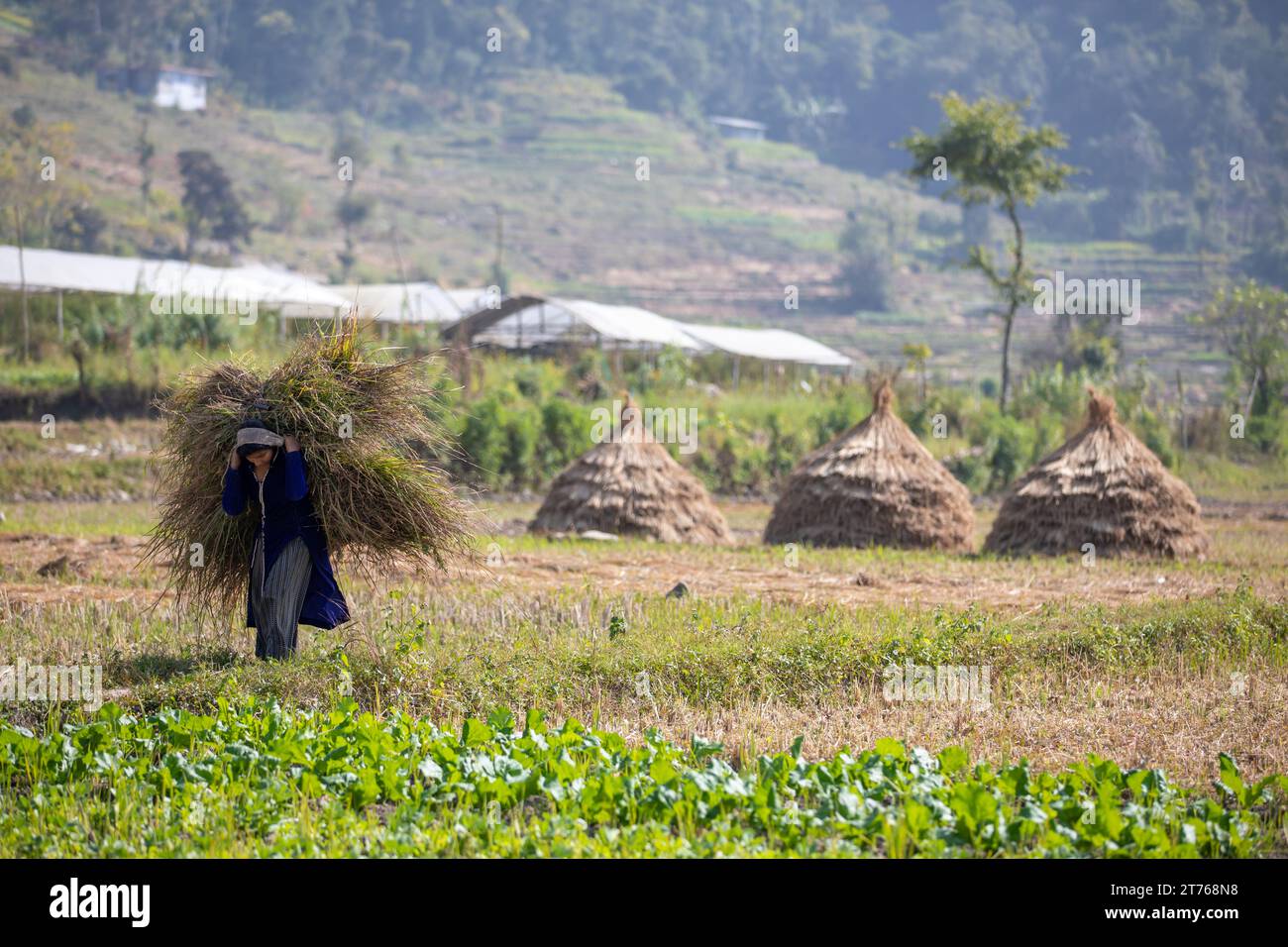 Nepalese farmer carrying hay after the harvest of rice plant Stock ...