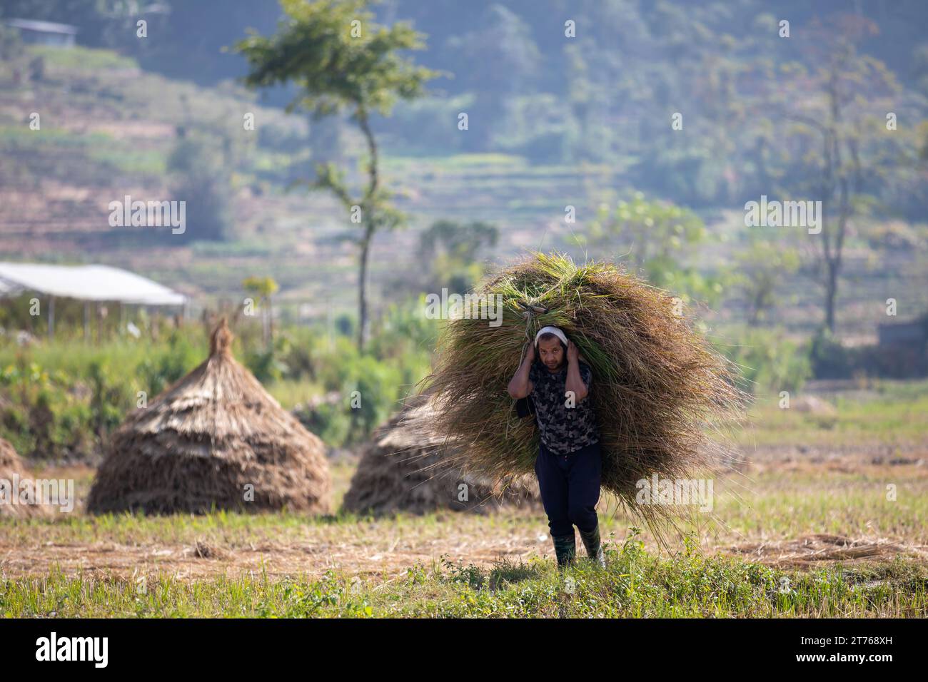 Nepalese farmer carrying hay after the harvest of rice plant Stock ...