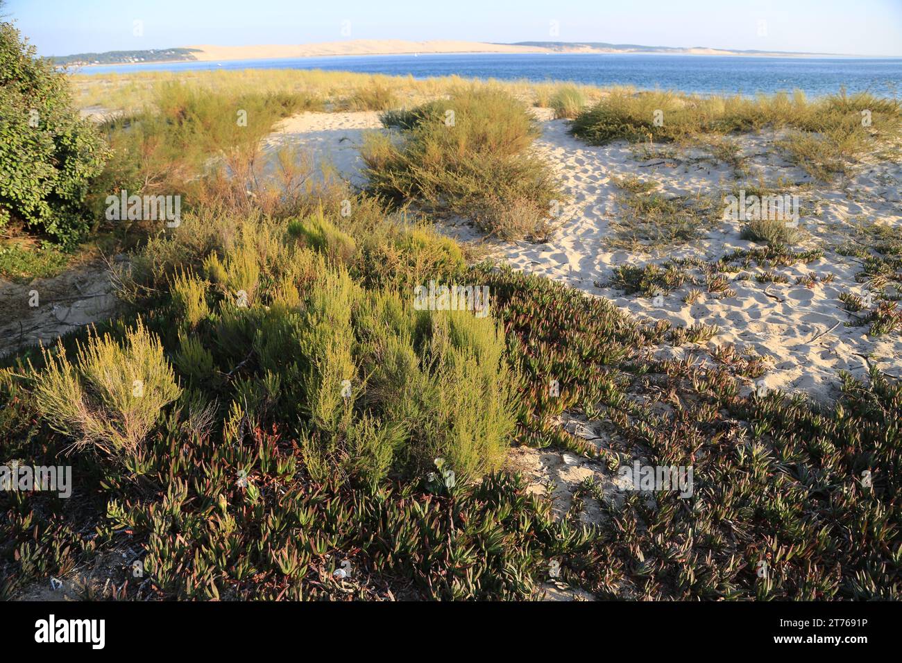 Pointe du cap ferret hi-res stock photography and images - Alamy