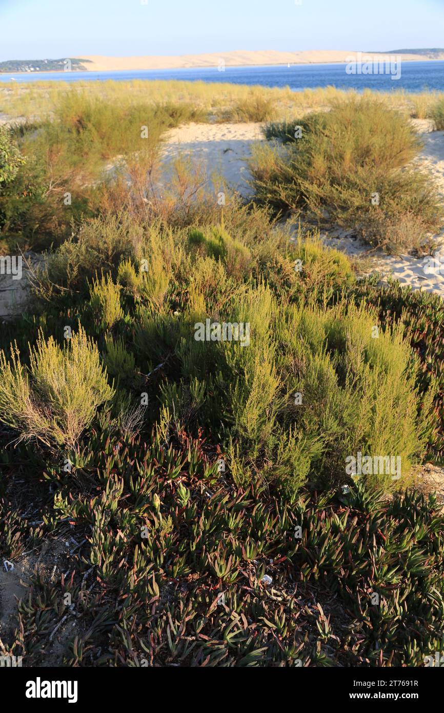 Pointe du cap ferret hi-res stock photography and images - Alamy