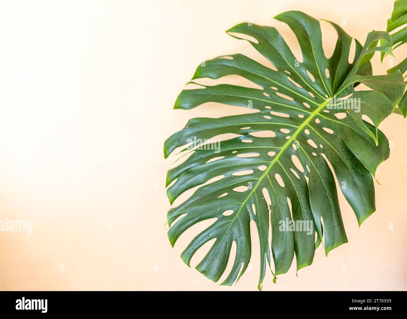 Monstera deliciosa swiss cheese plant big leaf closeup with copy space ...