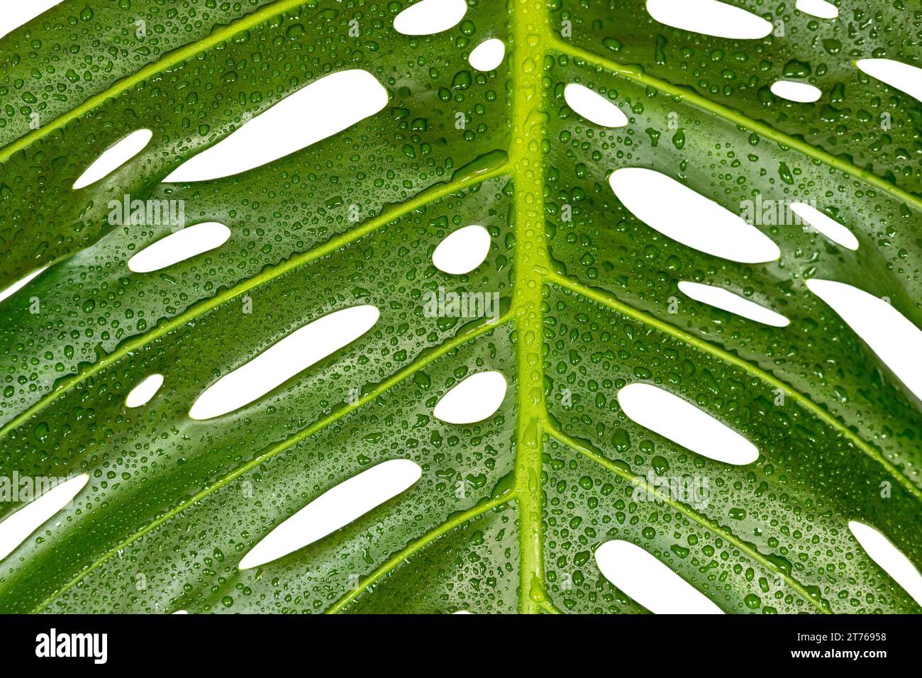 Monstera deliciosa swiss cheese plant leaf closeup Stock Photo - Alamy