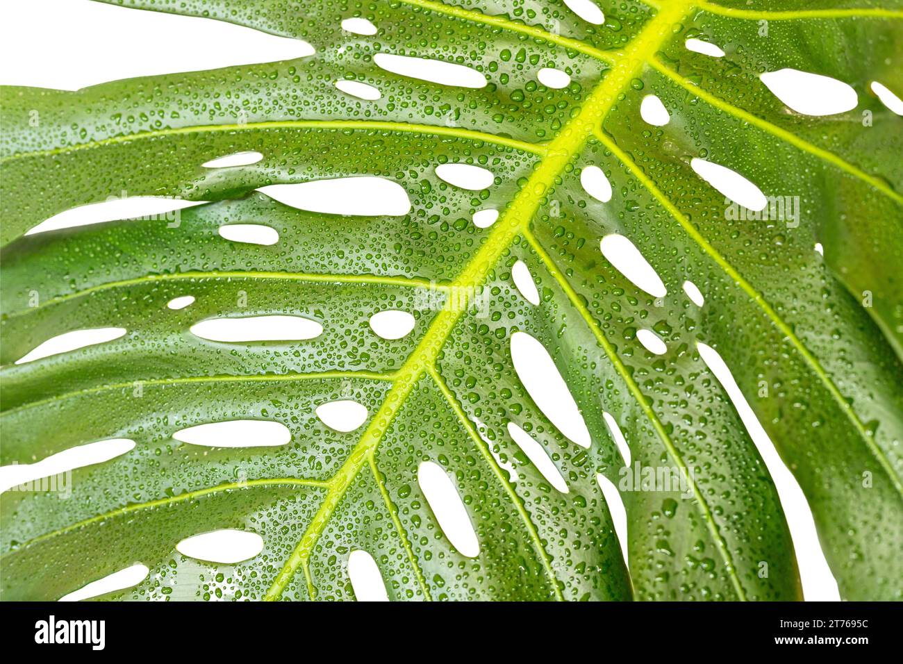 Monstera deliciosa split leaf plant closeup Stock Photo - Alamy
