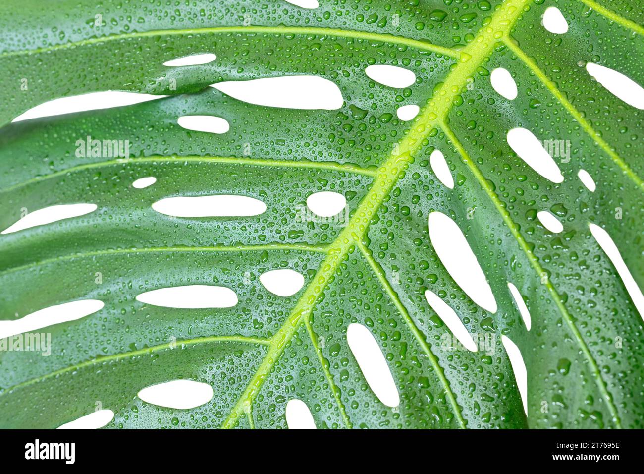 Dark green leaves of monstera deliciosa or split-leaf philodendron ...