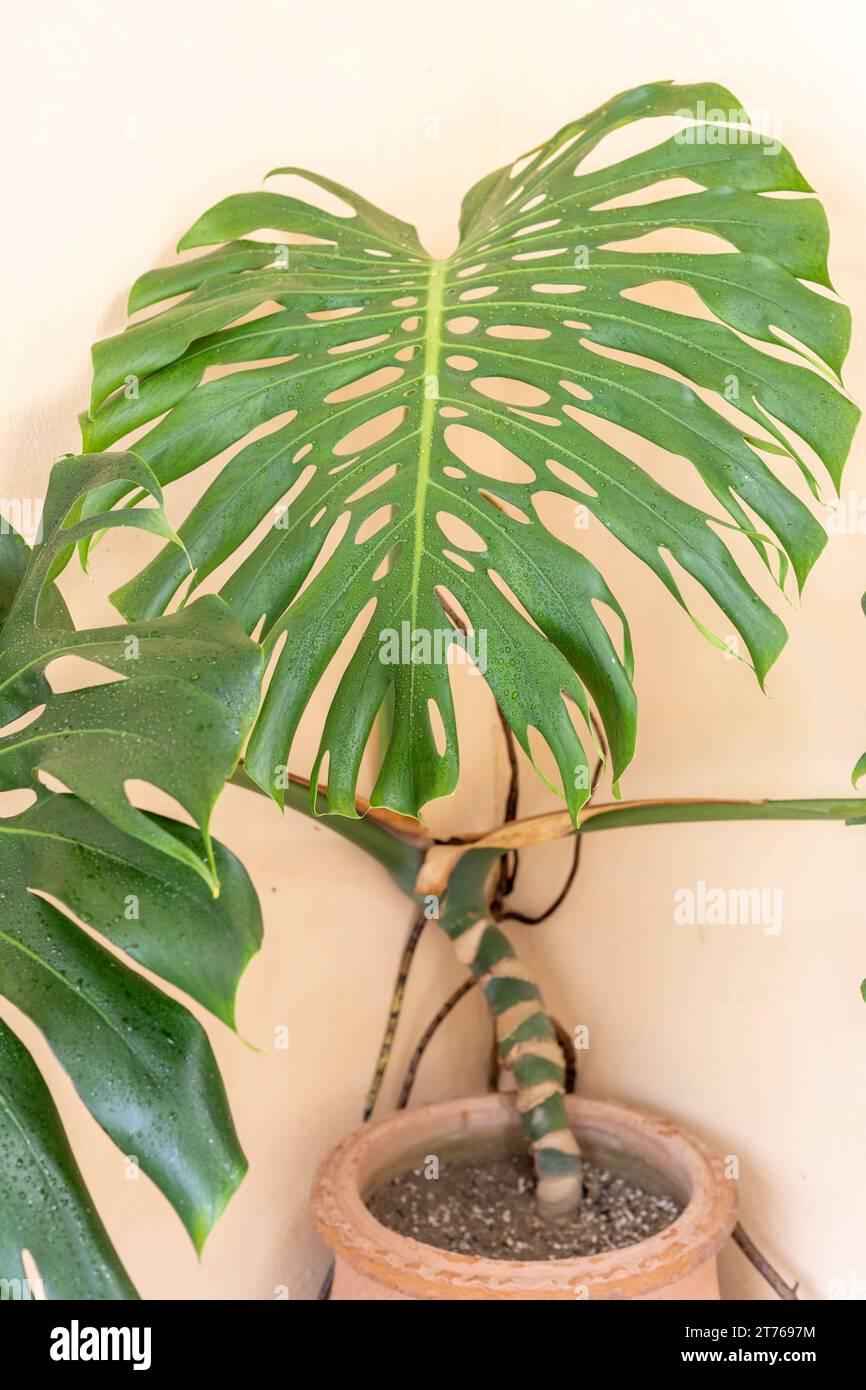 Swiss cheese or split leaf philodendron tropical plant closeup Stock ...