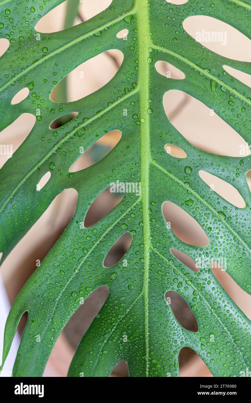 Split leaf philodendron monstera deliciosa leaf closeup Stock Photo - Alamy