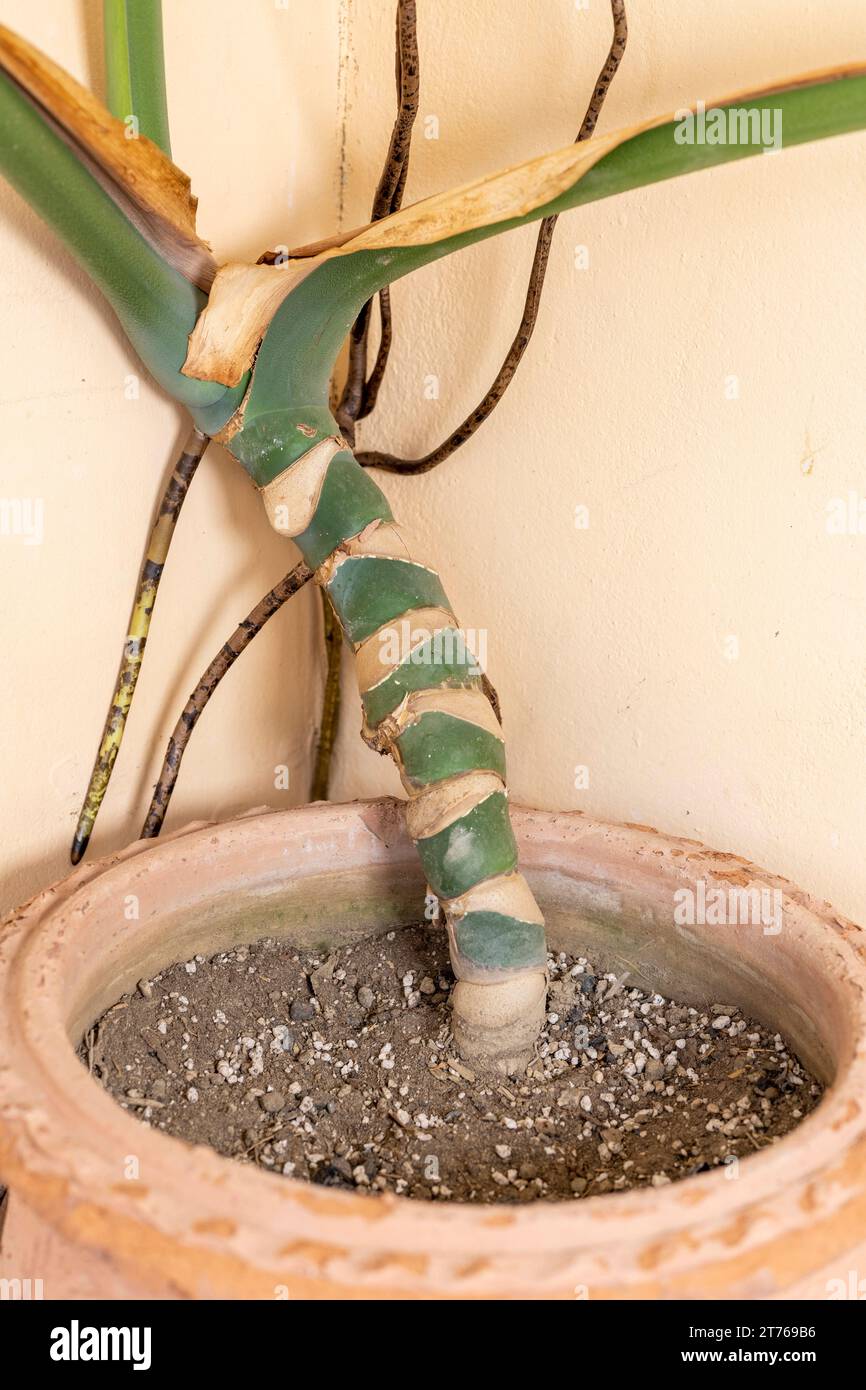 Monstera deliciosa aerial roots closeup Stock Photo - Alamy