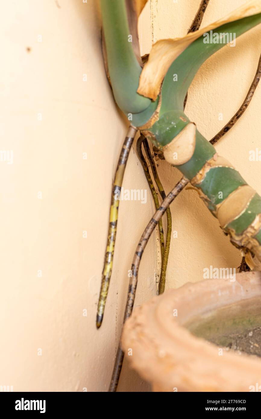 Thick aerial roots of Monstera Deliciosa tropical plant closeup Stock ...