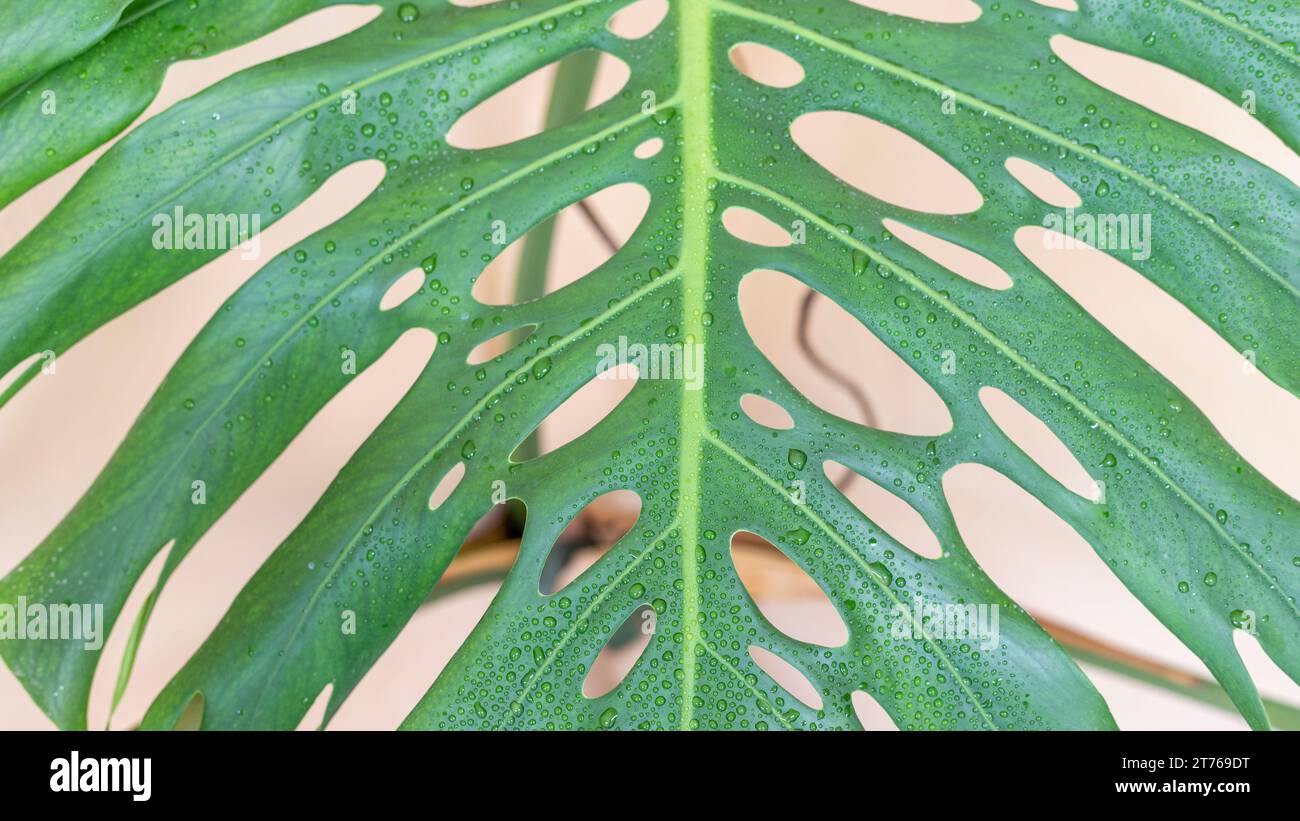 Closeup of swiss cheese plant leaf Stock Photo - Alamy