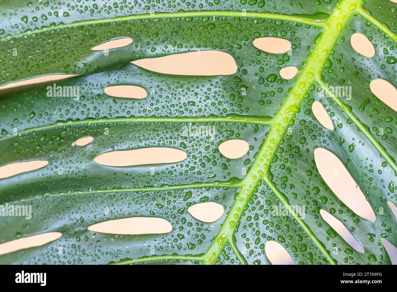 Closeup of monstera deliciosa plant large leaf Stock Photo - Alamy