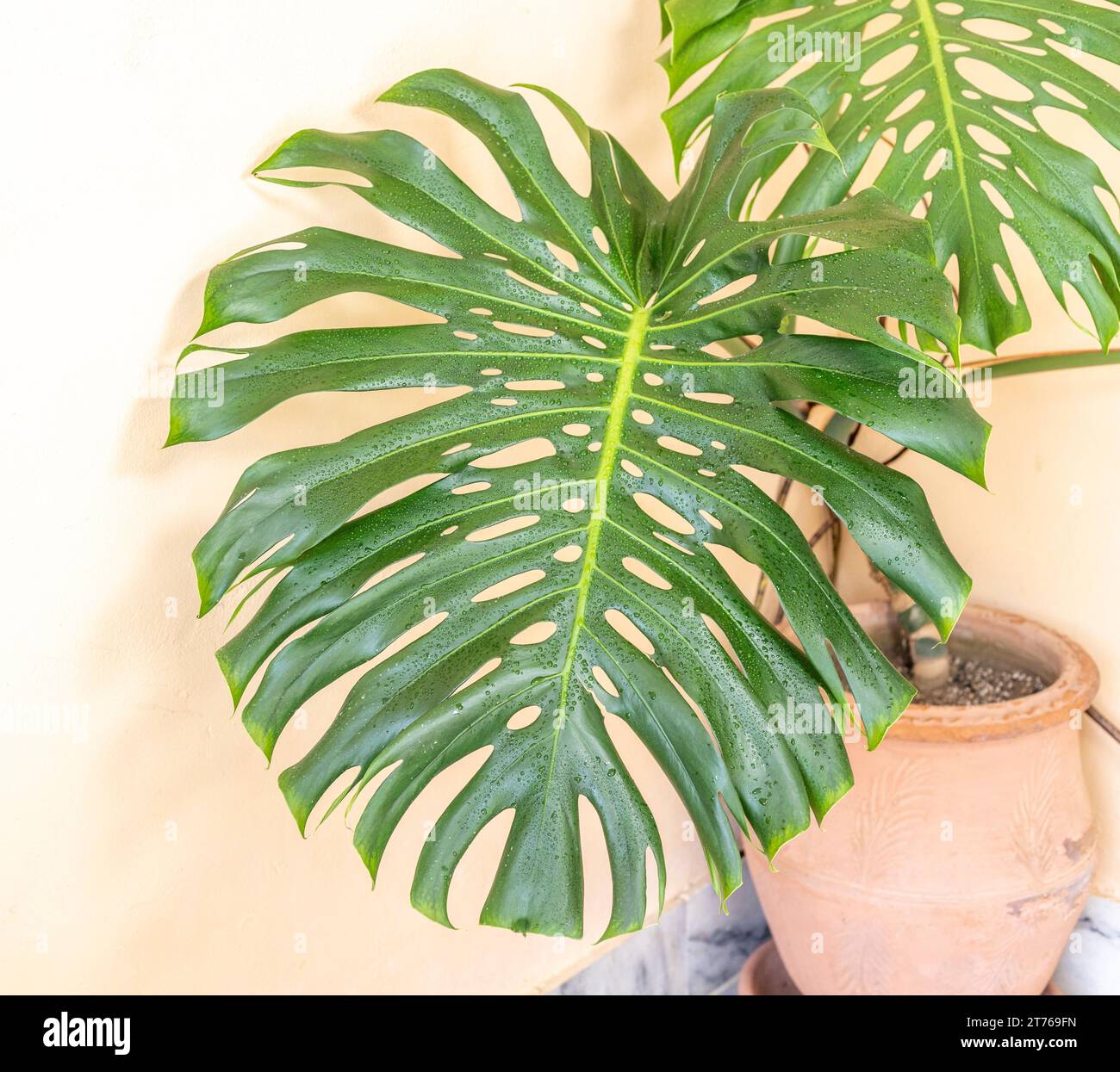 Monstera deliciosa or split leaf tropical plant closeup Stock Photo - Alamy