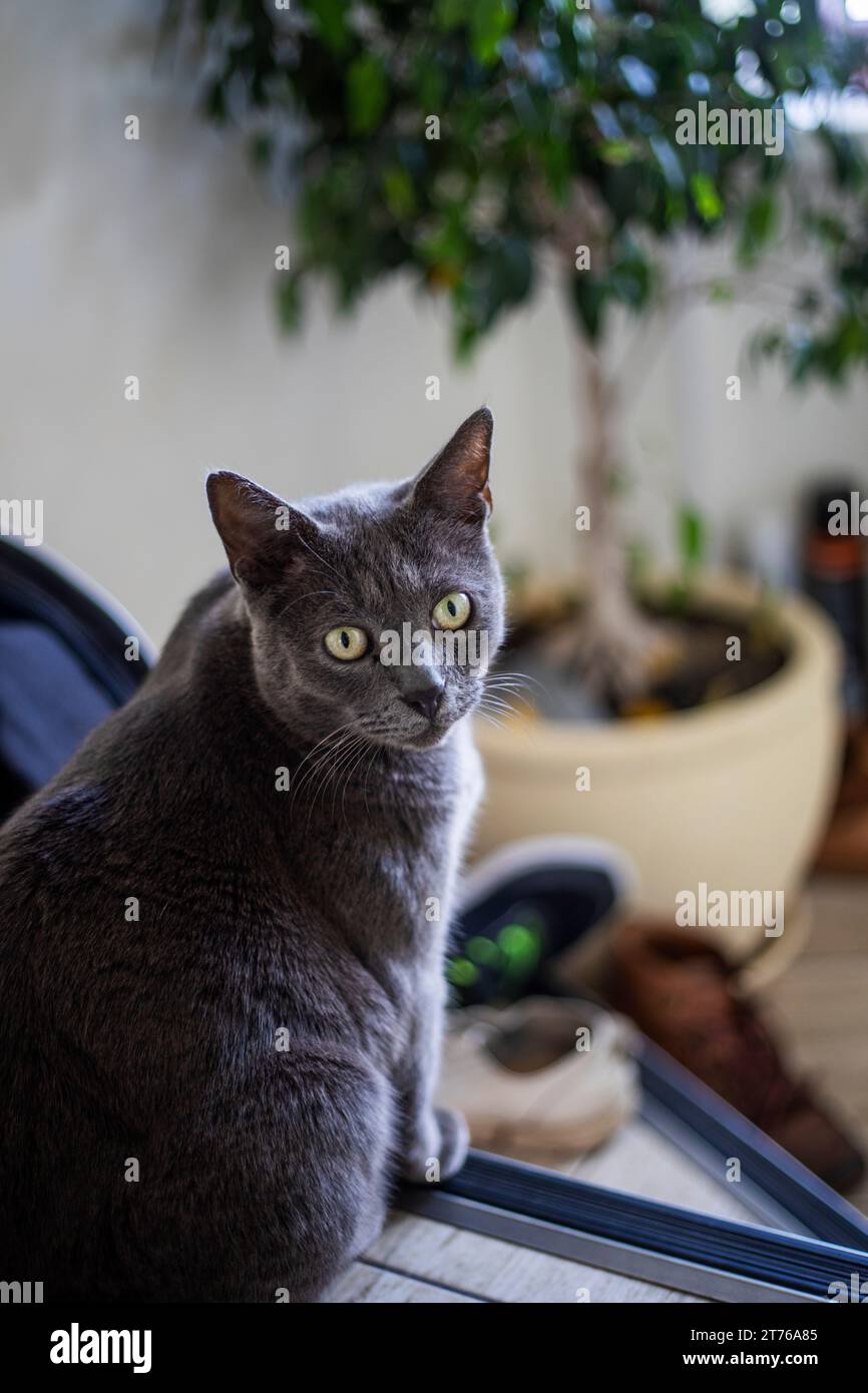 Indoor savvy kitty hi-res stock photography and images - Alamy