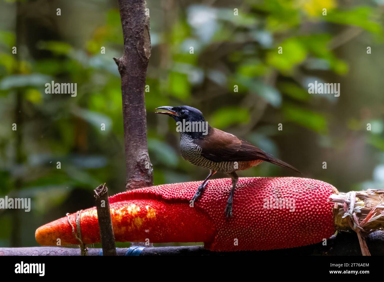 Curl caped bird of paradise hi-res stock photography and images - Alamy