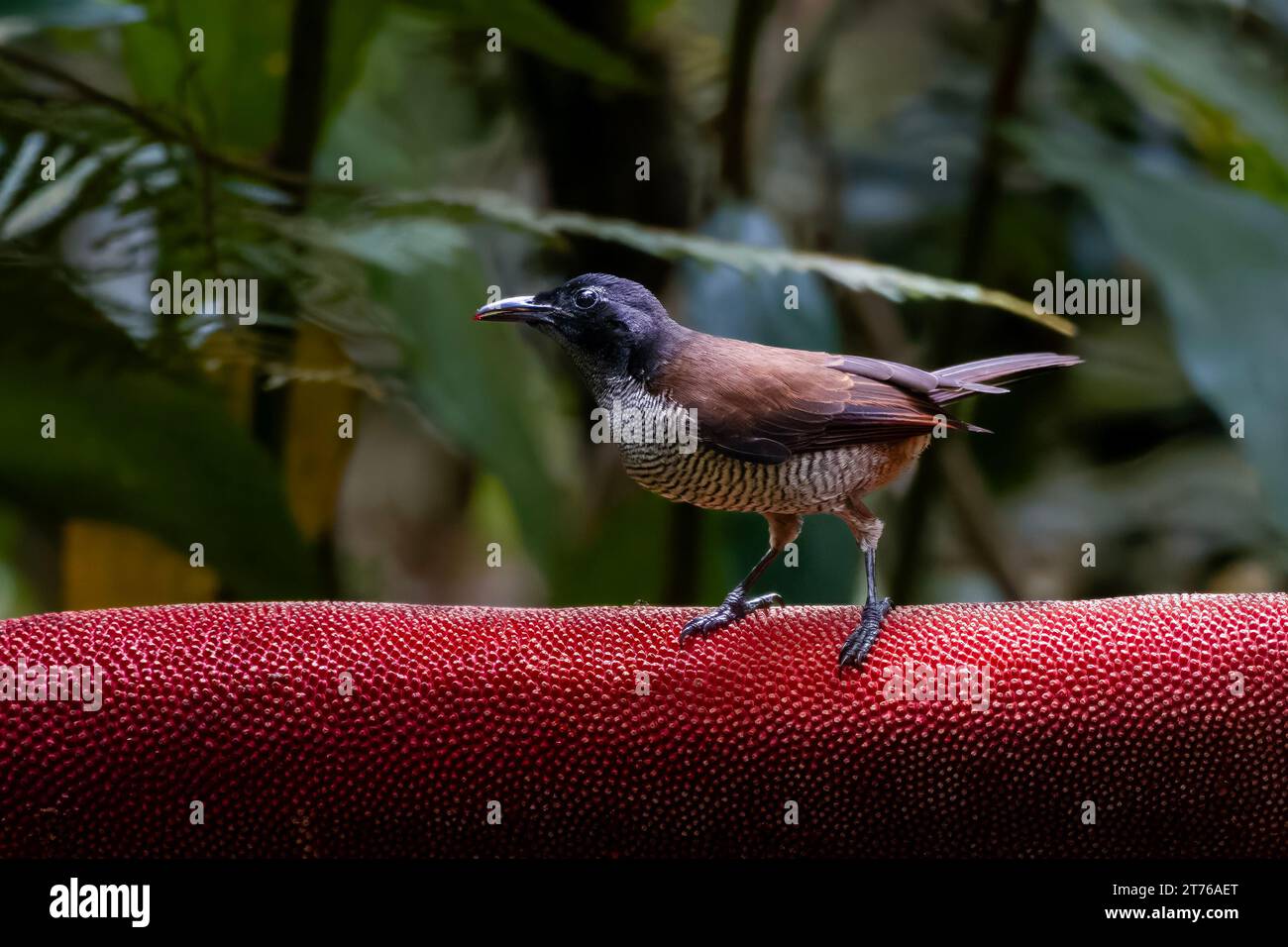 Curl caped bird of paradise hi-res stock photography and images - Alamy