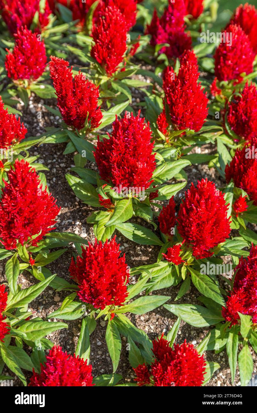 Celosia cristata cockscomb hi-res stock photography and images - Alamy