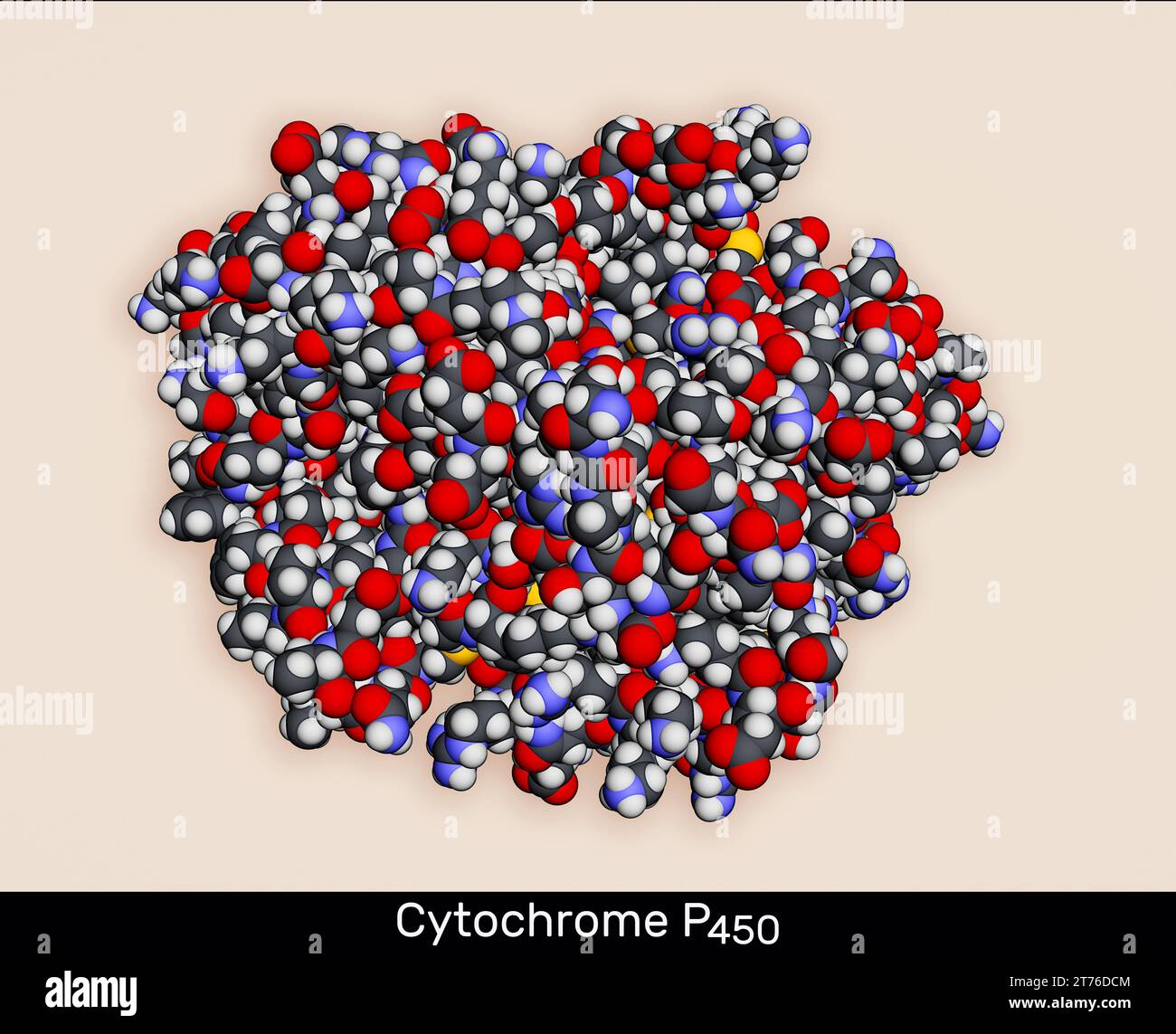 Cytochrome P450 molecule. CYP 3A4 is the most promiscuous of the human CYP enzymes. Molecular ...