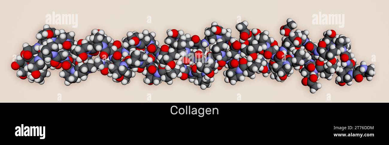 Collagen protein molecule. Molecular model. 3D rendering. Illustration ...