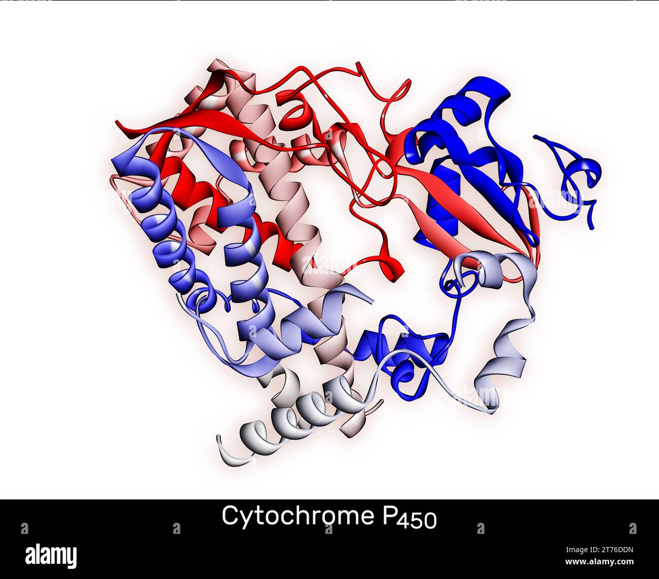 Cytochrome P450 molecule. CYP 3A4 is the most promiscuous of the human CYP enzymes. Molecular ...