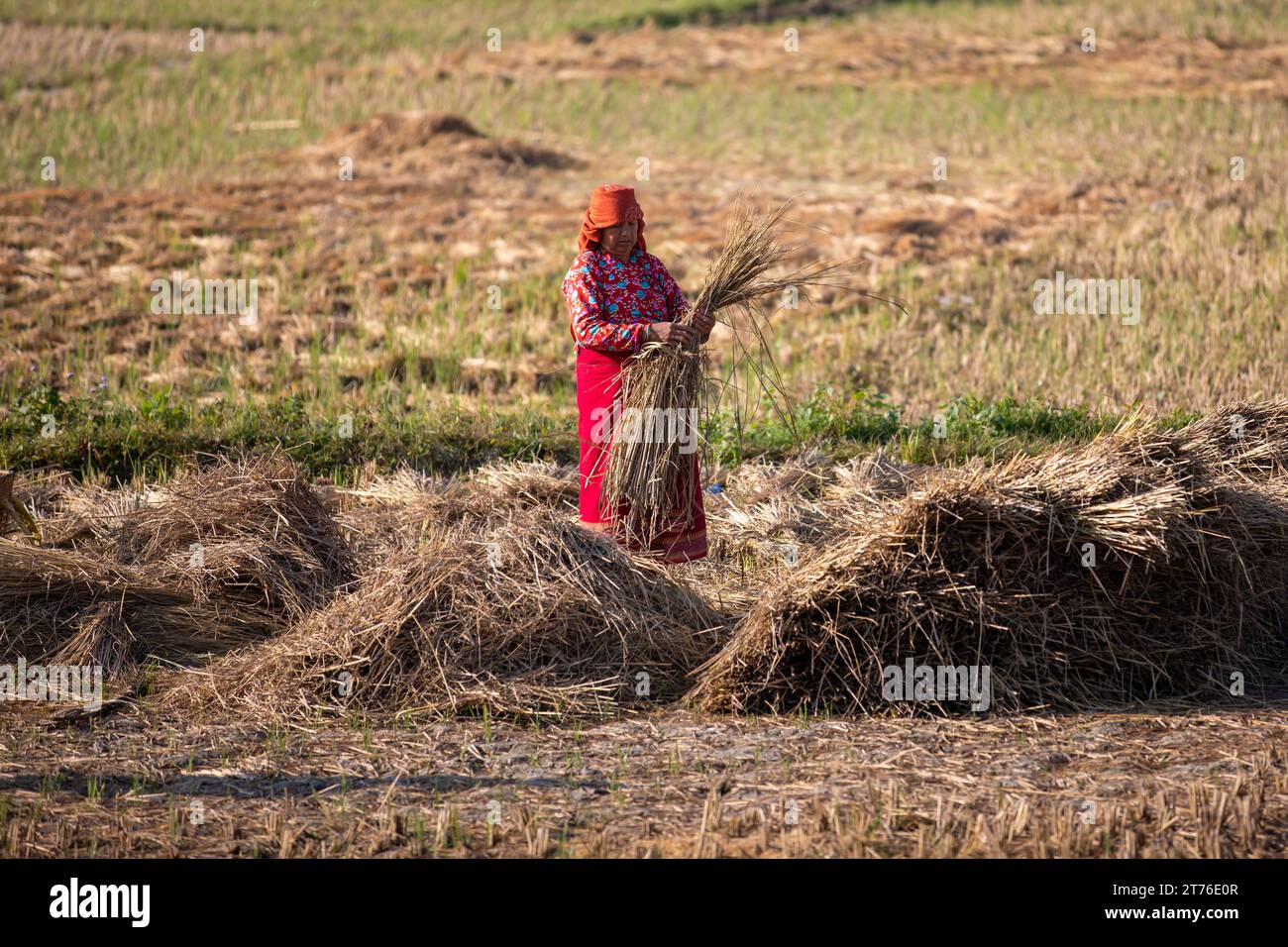 Rice Harvest Season Stock Photo - Alamy