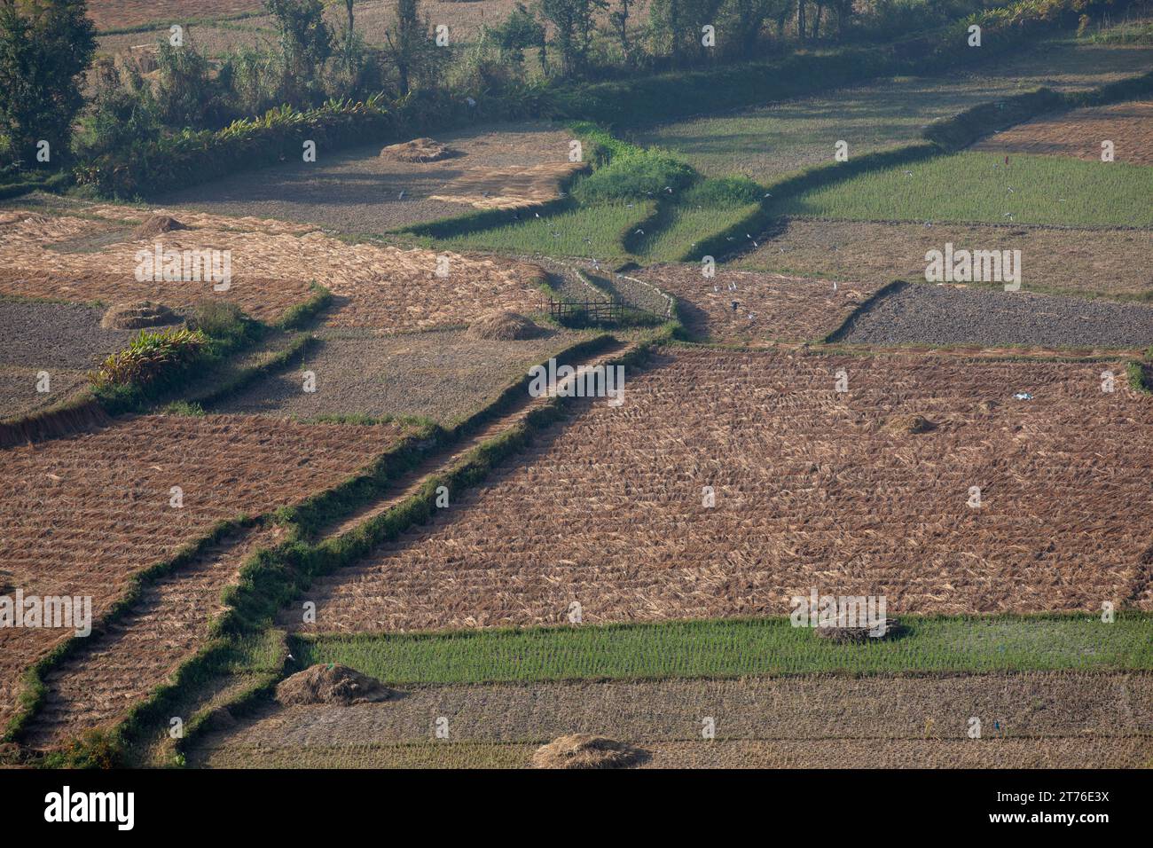 Rice Harvest Season Stock Photo - Alamy