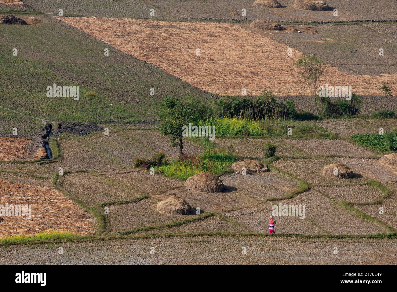 Rice Harvest Season Stock Photo - Alamy
