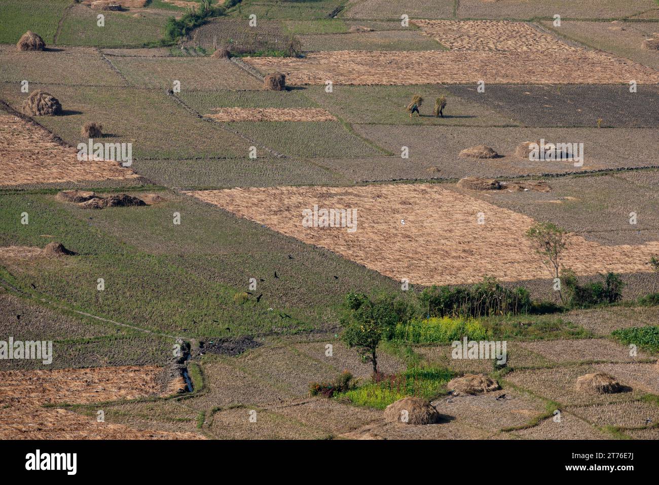 Rice Harvest Season Stock Photo - Alamy