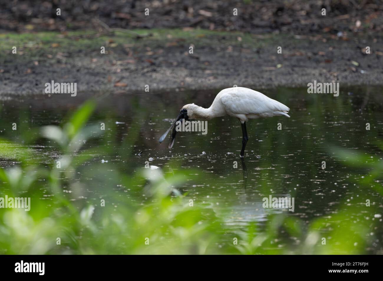 A single Royal Spoonbill with a recently captured a fish in its bill ...
