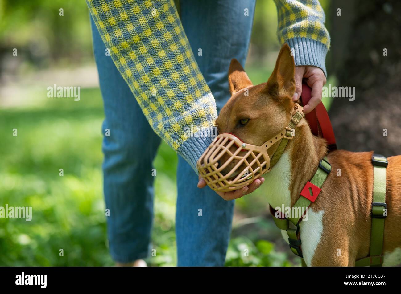 The owner puts a muzzle on the African dog breed Basenji for a walk Stock Photo - Alamy
