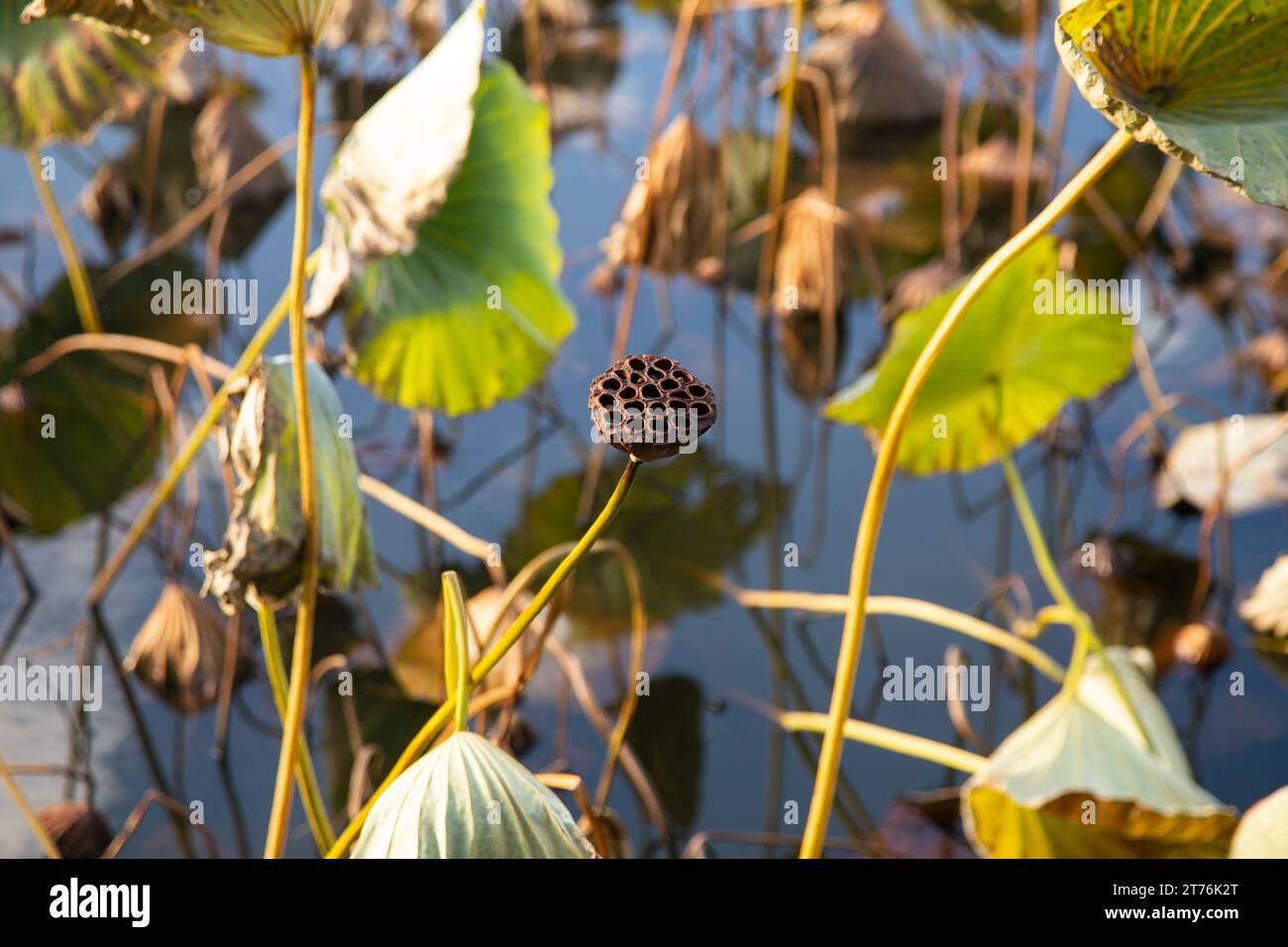 Nelumbo nucifera, also known as Sacred lotus in Takada castle park in Joetsu Stock Photo - Alamy