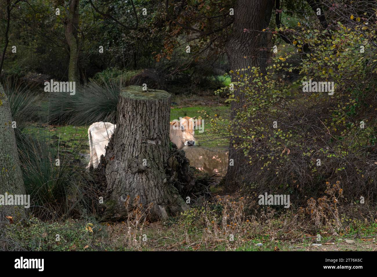Portrait dead cattle cow hi-res stock photography and images - Alamy