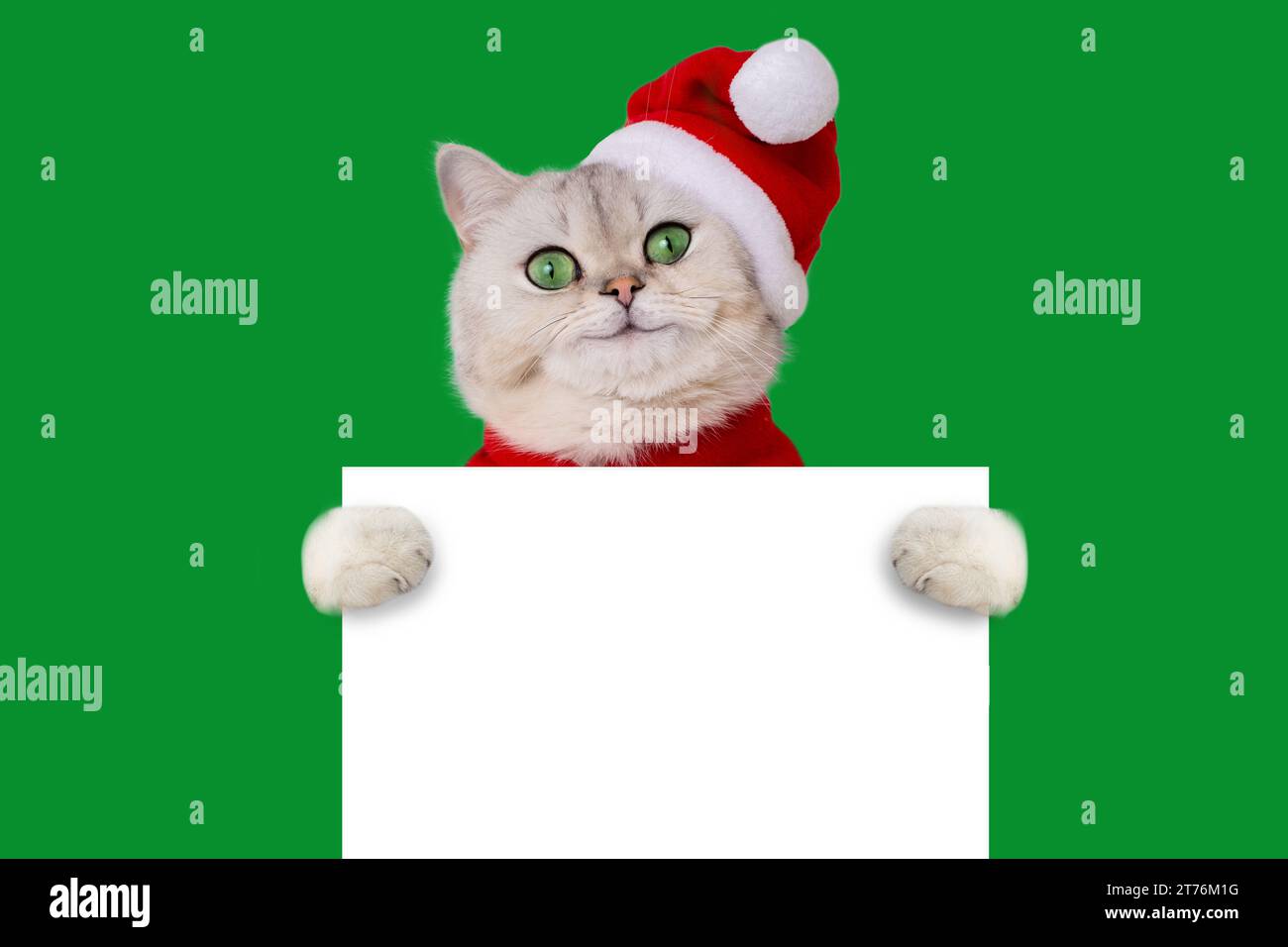 Christmas banner, cat santa Stock Photo - Alamy