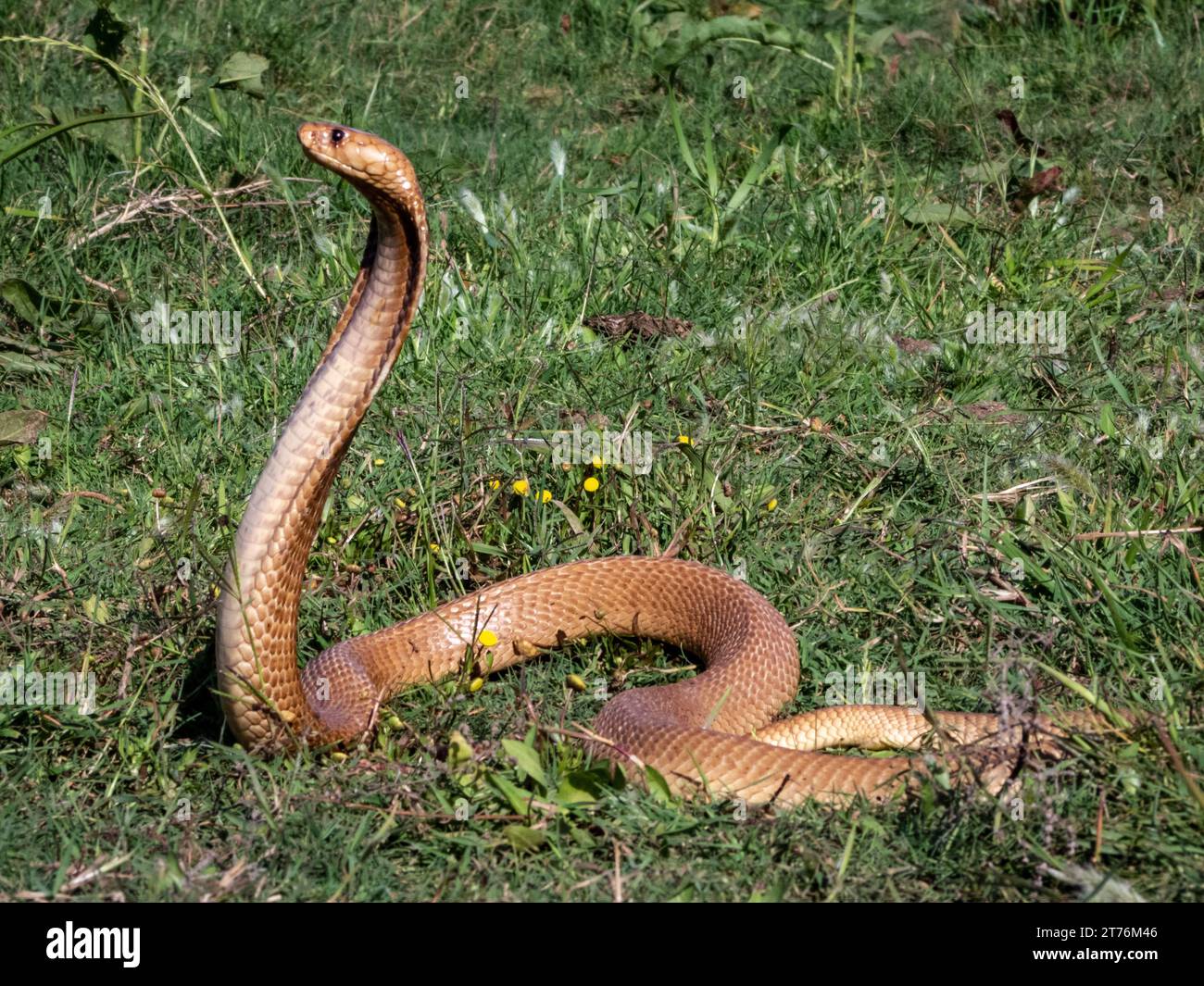 A Cape Cobra (Naja nivea), a highly venomous snake from South Africa ...