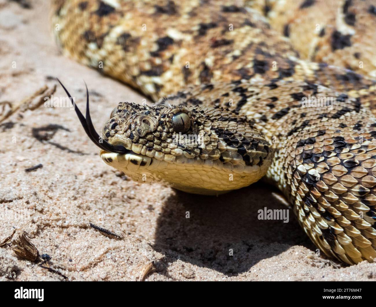 A Puff Adder (Bitis arietans), a highly venomous snake from South ...
